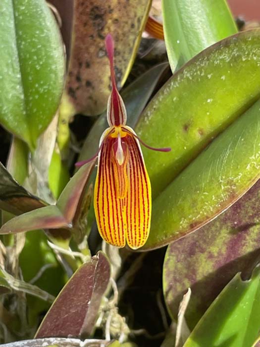 Southern California Orchid Species Society