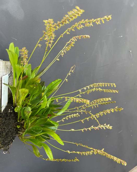 Southern California Orchid Species Society