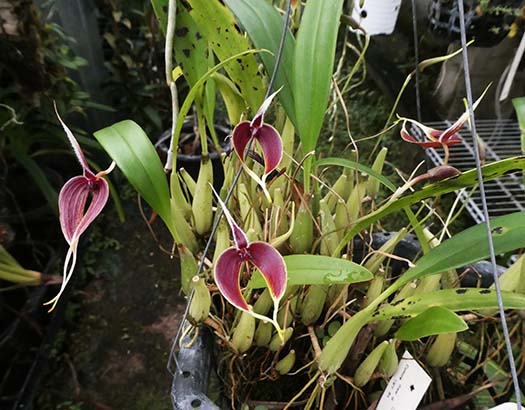 Southern California Orchid Species Society