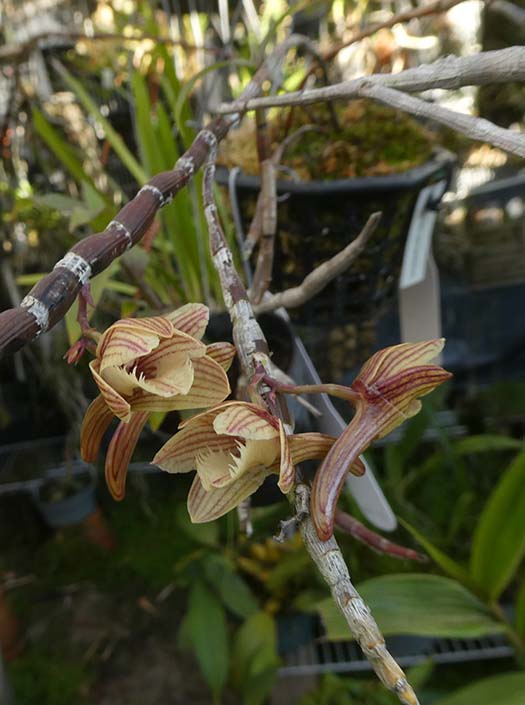 Southern California Orchid Species Society