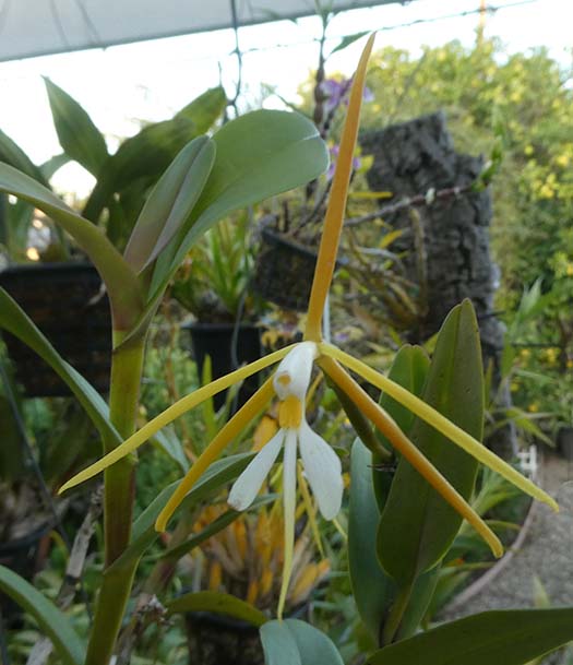 Southern California Orchid Species Society