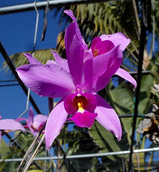 Southern California Orchid Species Society