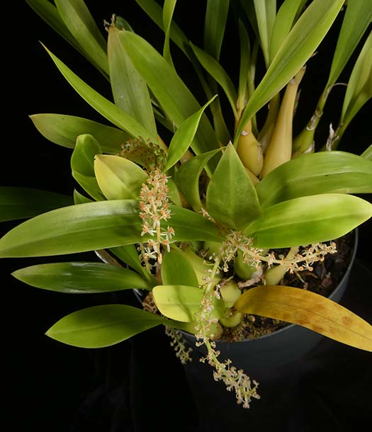 Southern California Orchid Species Society