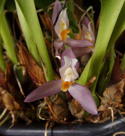 Southern California Orchid Species Society