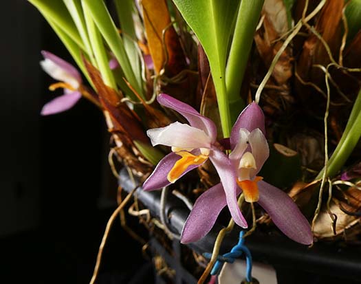 Southern California Orchid Species Society