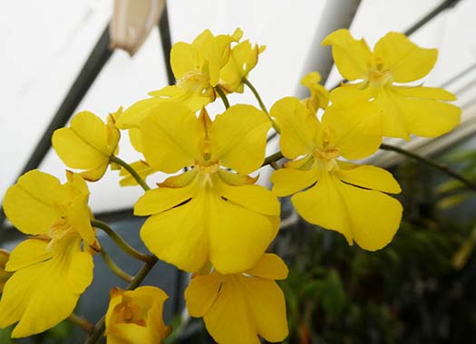 Southern California Orchid Species Society