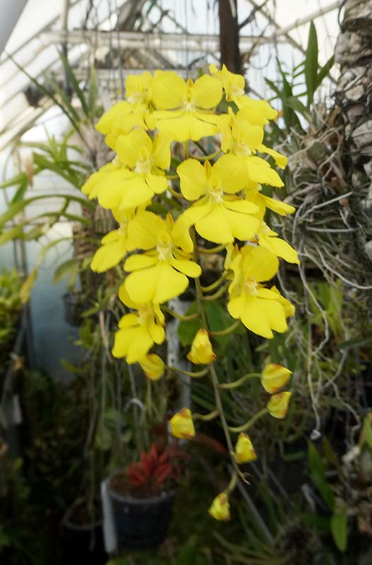 Southern California Orchid Species Society