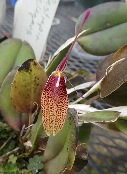 Southern California Orchid Species Society