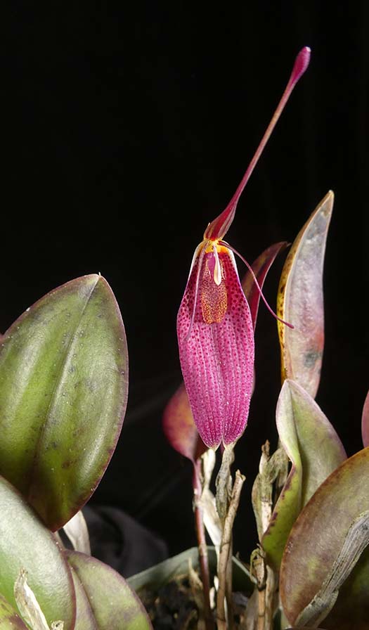 Southern California Orchid Species Society
