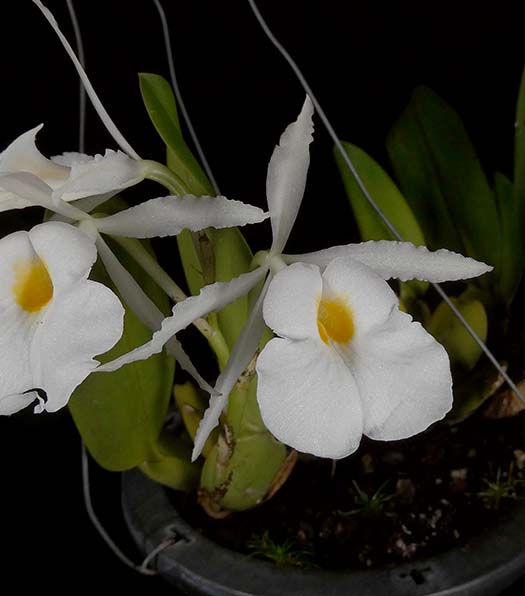 Southern California Orchid Species Society