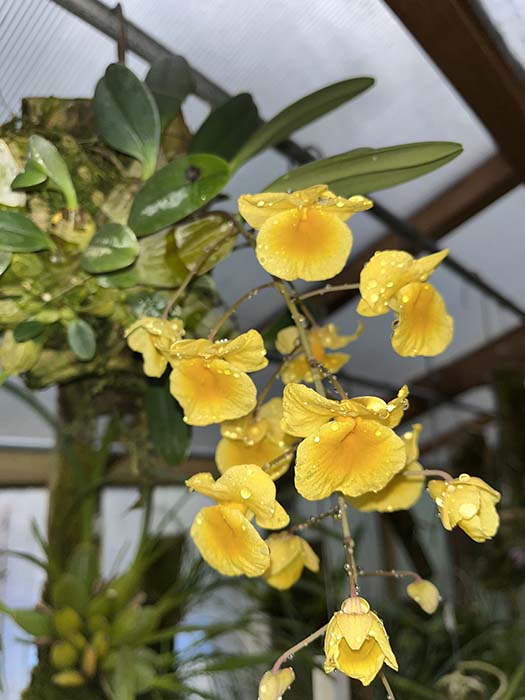 Southern California Orchid Species Society 05-24