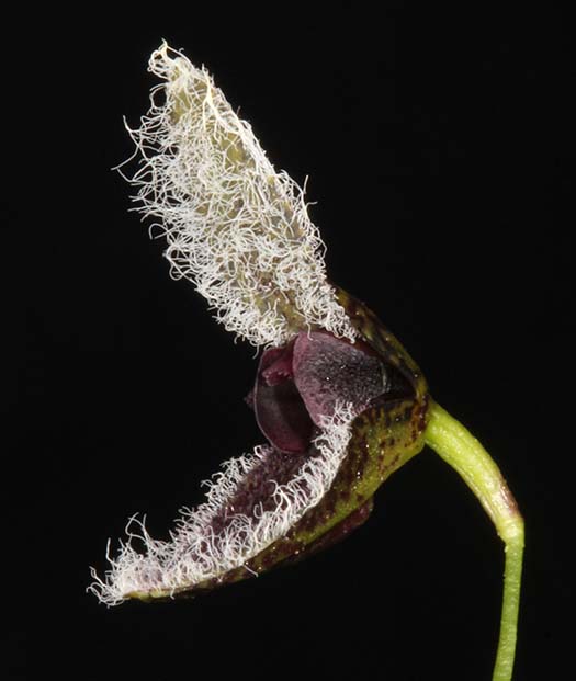 Southern California Orchid Species Society 05-24