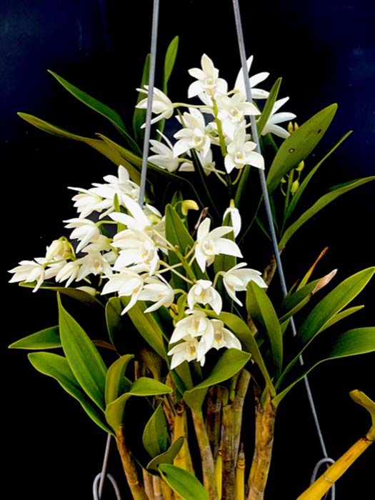 Southern California Orchid Species Society 05-24