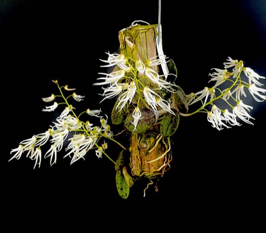 Southern California Orchid Species Society 05-24