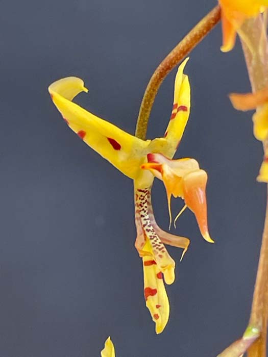 Southern California Orchid Species Society 05-24