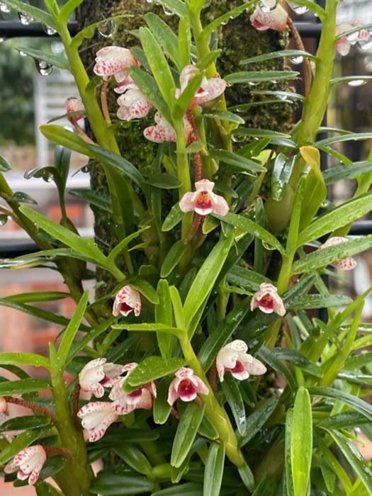 Southern California Orchid Species Society 05-24