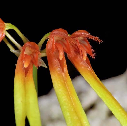 Southern California Orchid Species Society 05-24