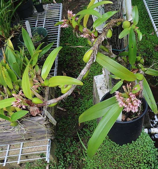 Southern California Orchid Species Society 05-24