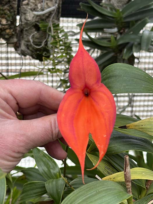 Southern California Orchid Species Society 05-24