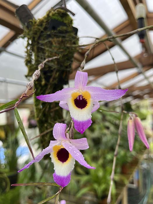 Southern California Orchid Species Society 06-24