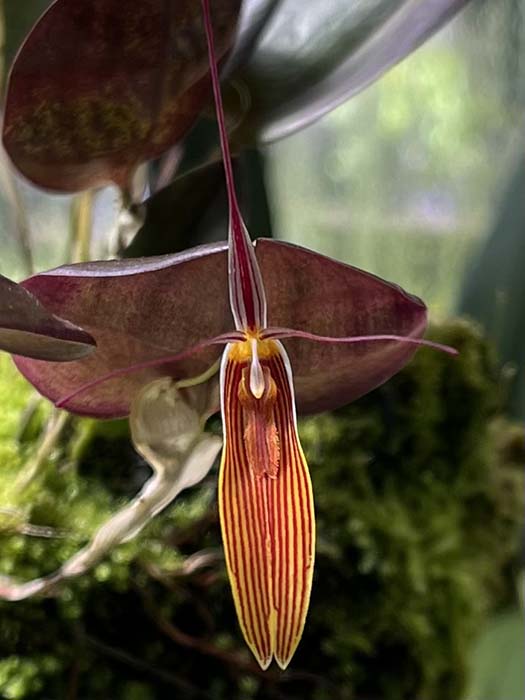 Southern California Orchid Species Society 06-24