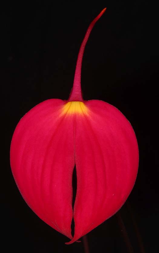 Southern California Orchid Species Society 06-24