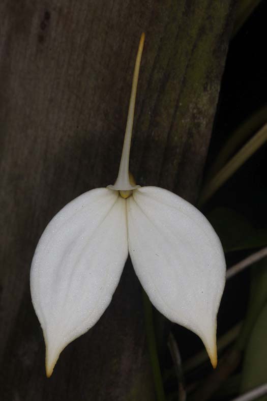 Southern California Orchid Species Society 06-24