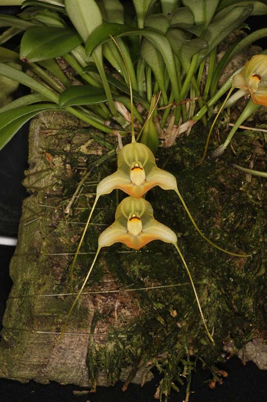 Southern California Orchid Species Society 06-24