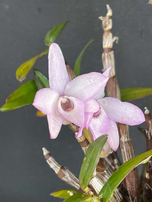 Southern California Orchid Species Society 06-24