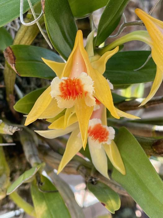 Southern California Orchid Species Society 06-24