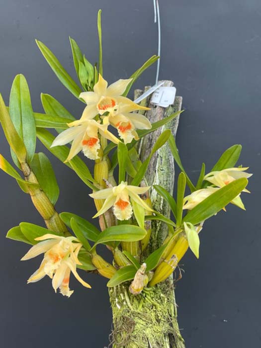 Southern California Orchid Species Society 06-24