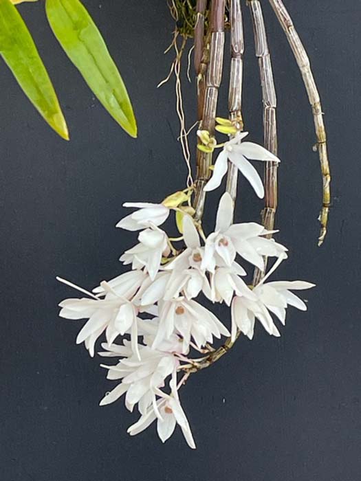 Southern California Orchid Species Society 06-24