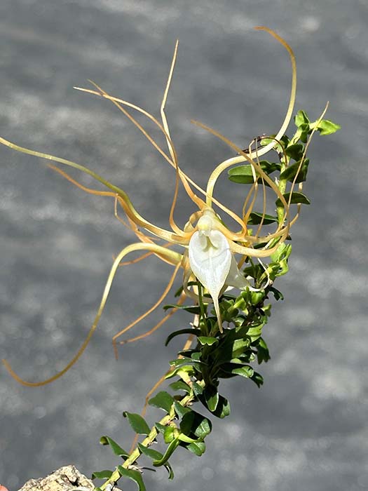 Southern California Orchid Species Society 06-24
