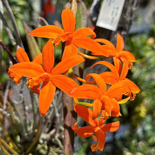 Southern California Orchid Species Society 06-24