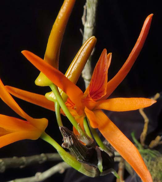 Southern California Orchid Species Society 07-24