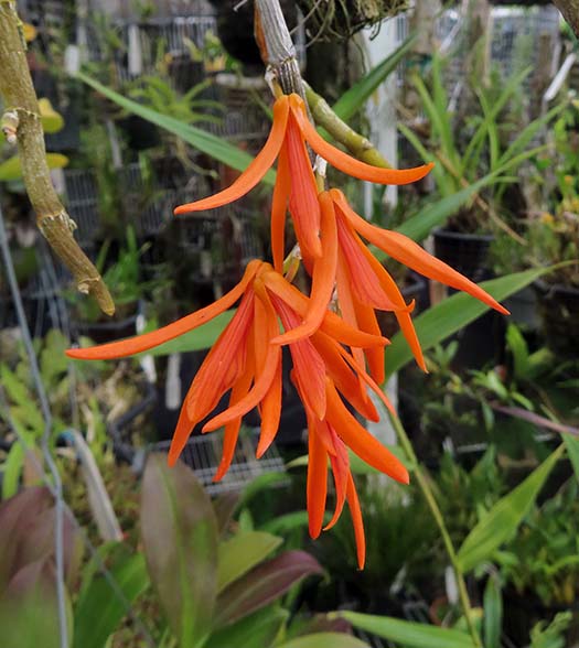 Southern California Orchid Species Society 07-24