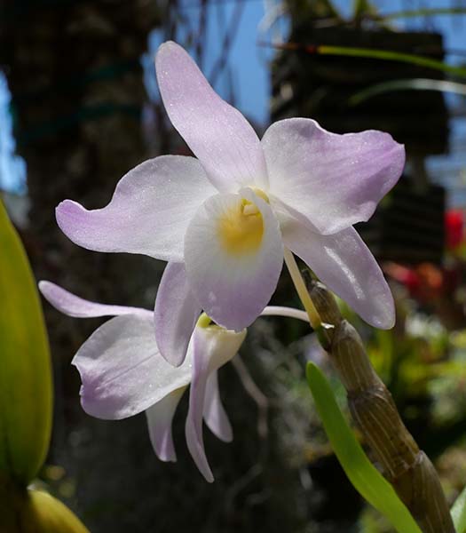 Southern California Orchid Species Society 07-24