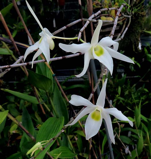 Southern California Orchid Species Society 07-24