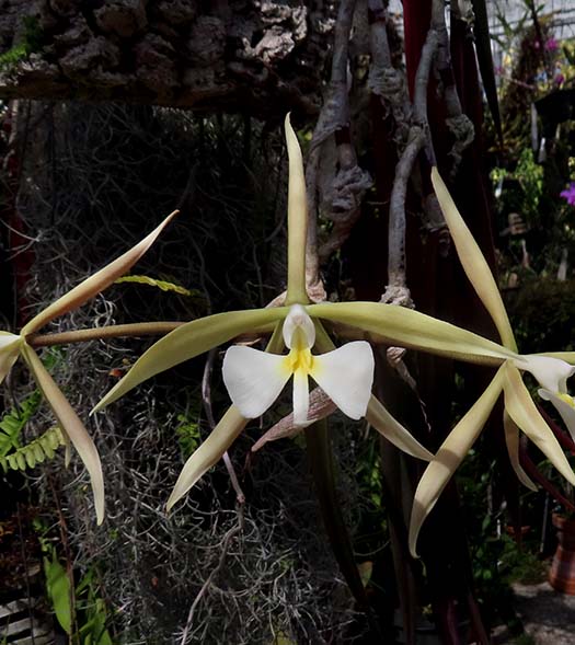 Southern California Orchid Species Society 07-24