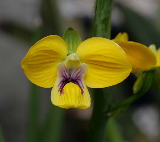 Southern California Orchid Species Society 07-24
