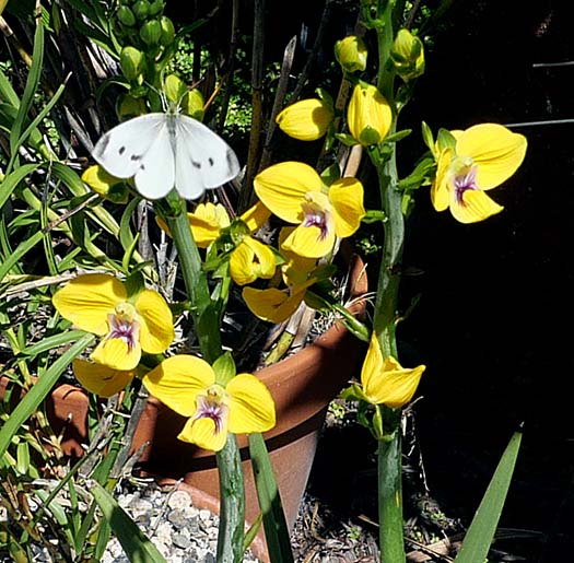 Southern California Orchid Species Society 07-24