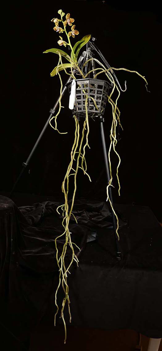 Southern California Orchid Species Society 07-24