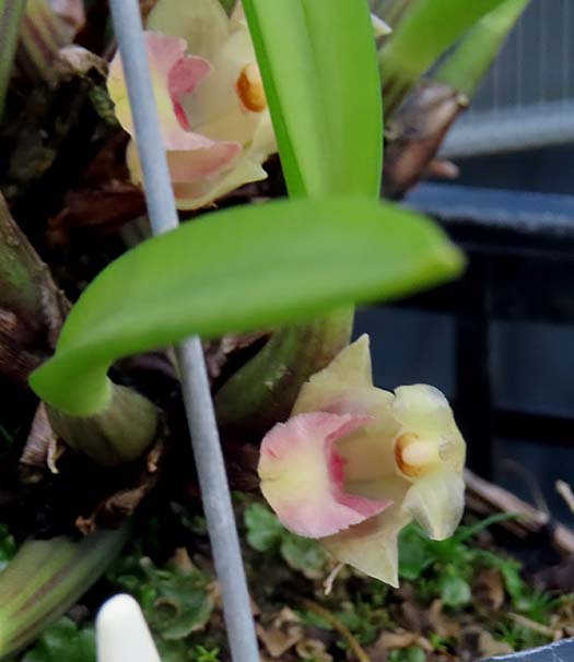 Southern California Orchid Species Society 07-24