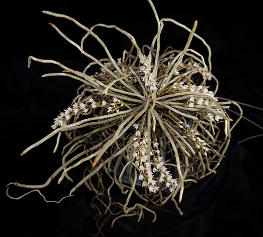 Southern California Orchid Species Society 07-24