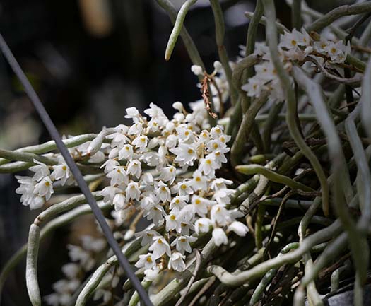 Southern California Orchid Species Society 07-24