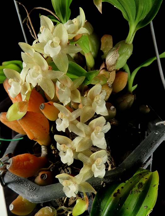 Southern California Orchid Species Society 07-24