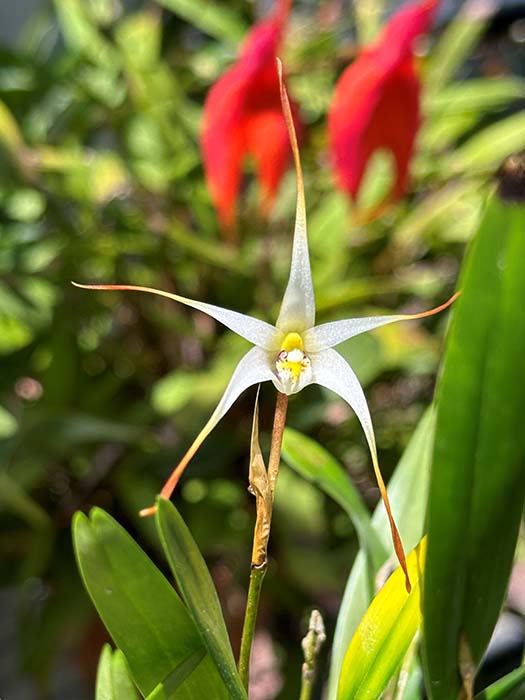 Southern California Orchid Species Society 07-24