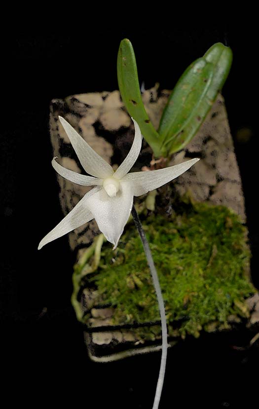 Southern California Orchid Species Society 09-24