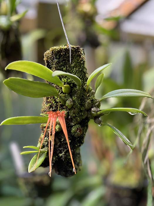 Southern California Orchid Species Society 10-24