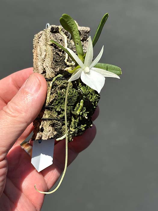 Southern California Orchid Species Society 10-24